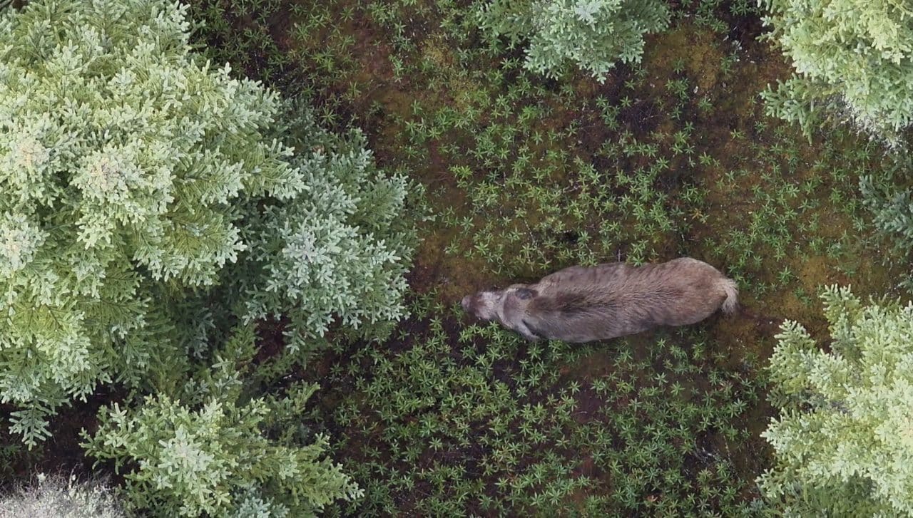 Squeal on Pigs! | Alberta Pork Wild Boar Control